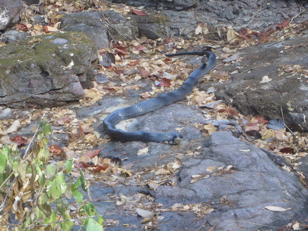 Central American Indigo Snake from Alamos, Son., México on December 7 ...