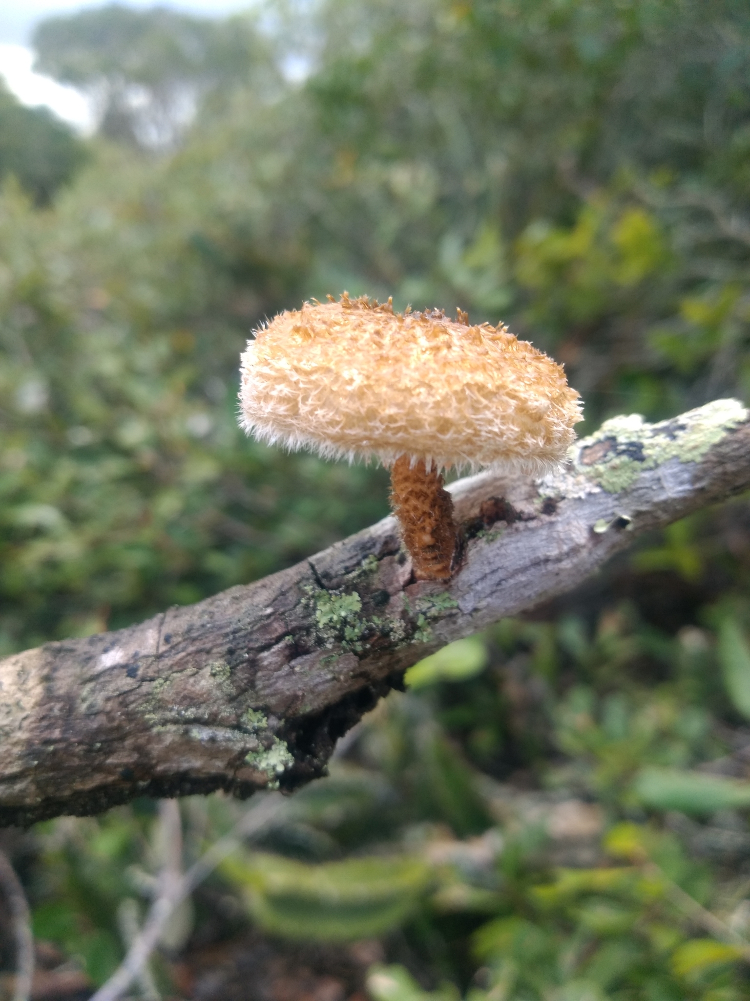 Lentinus berteroi (Fr.) Fr.