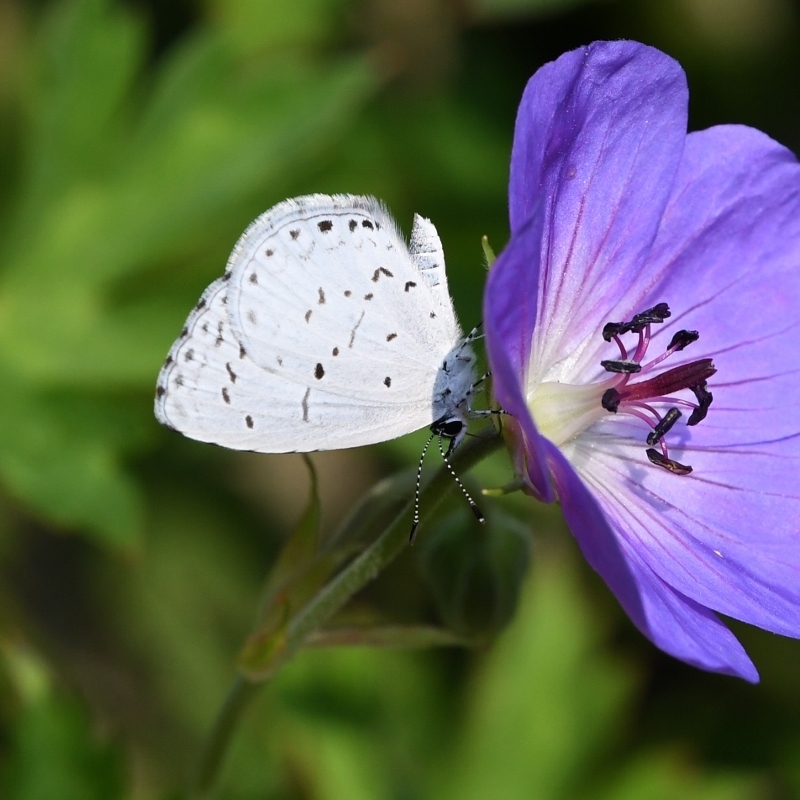 Summer Azure in July 2021 by roamingthewoods · iNaturalist
