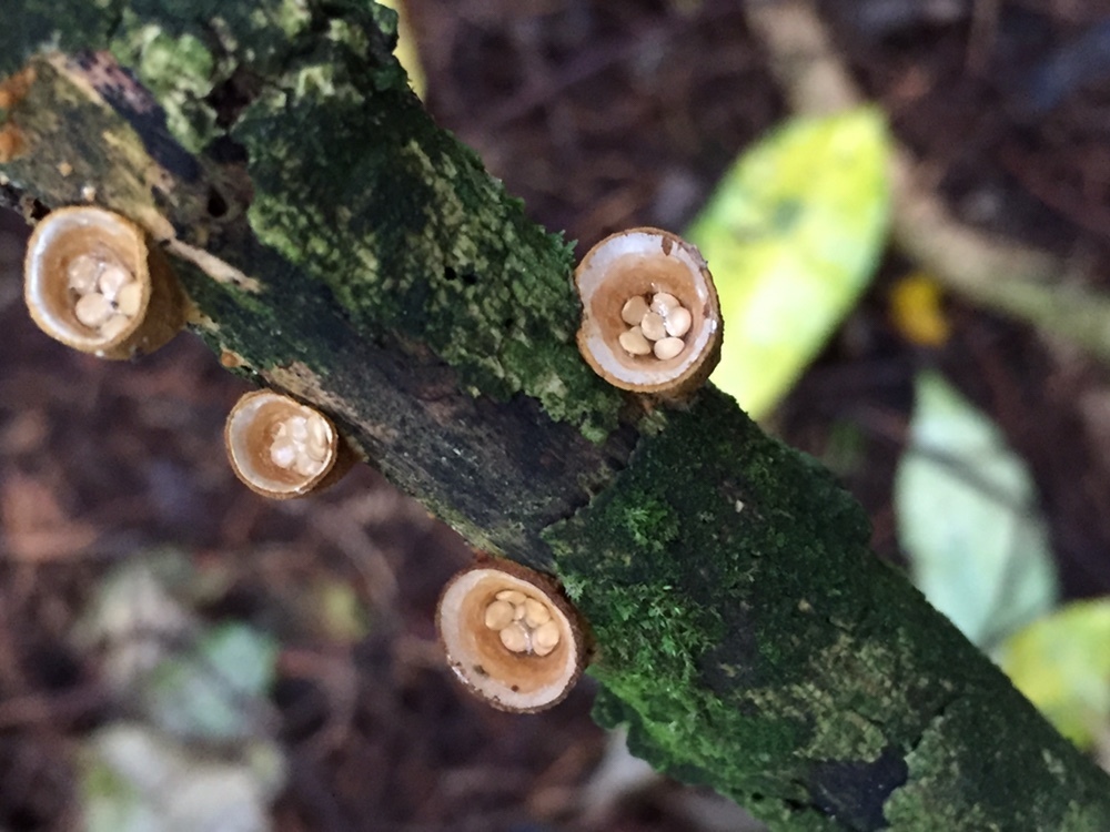 Crucibulum from Riccarton House and Bush, Fendalton, Canterbury, NZ on ...