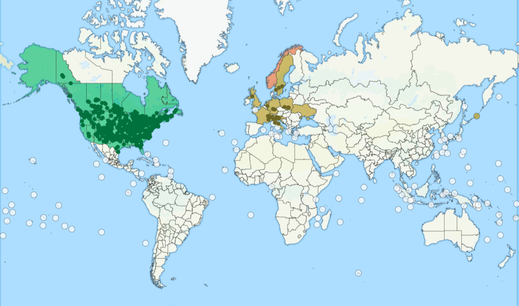 Turfgrass Ant (Nearctic Lasius Queens) · BioDiversity4All