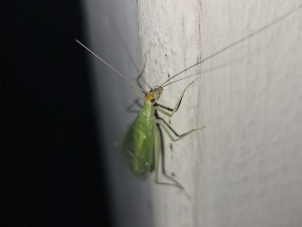 Snowy Tree Cricket from Lachine on August 14, 2021 at 09:30 PM by ...