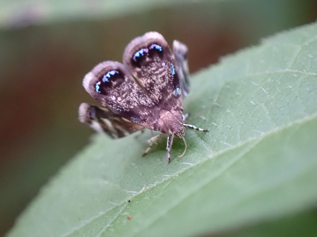 Peacock Brenthia Moth from McDonald County, MO, USA (Mike's Creek ...