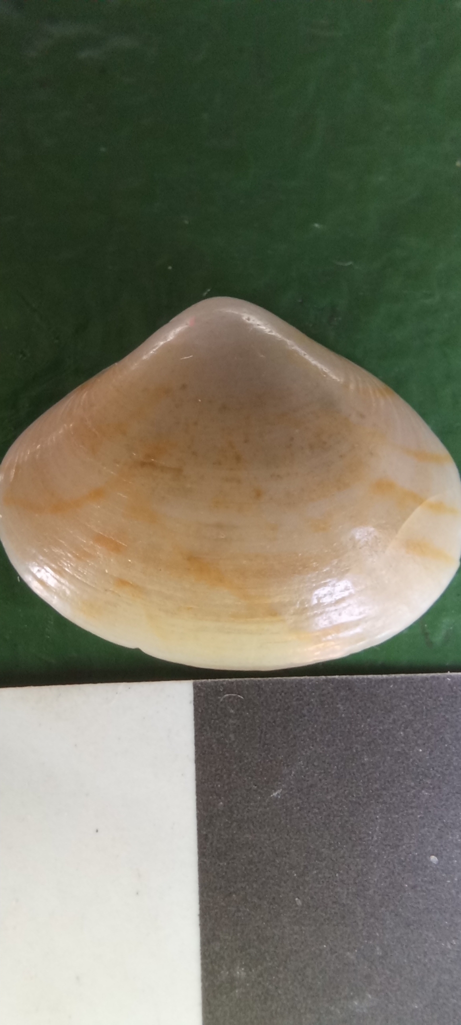 Gomphina undulosa (Lamarck, 1818)