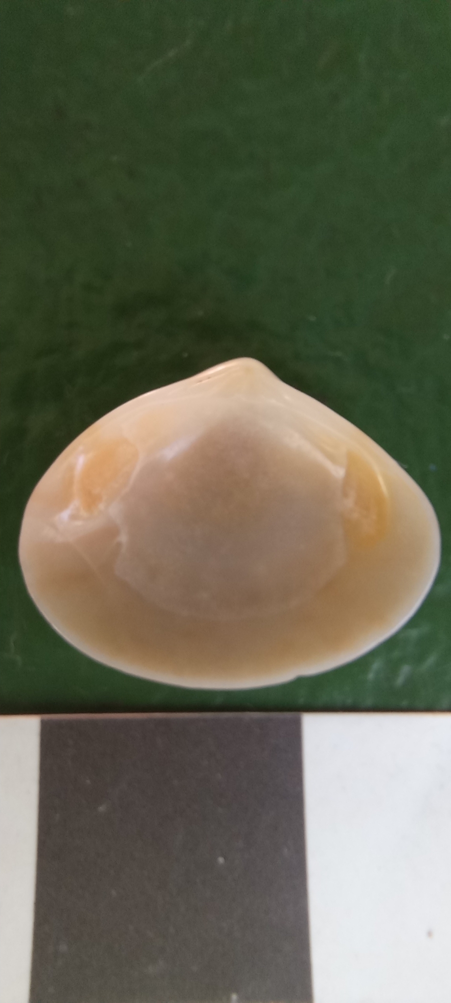 Gomphina undulosa (Lamarck, 1818)