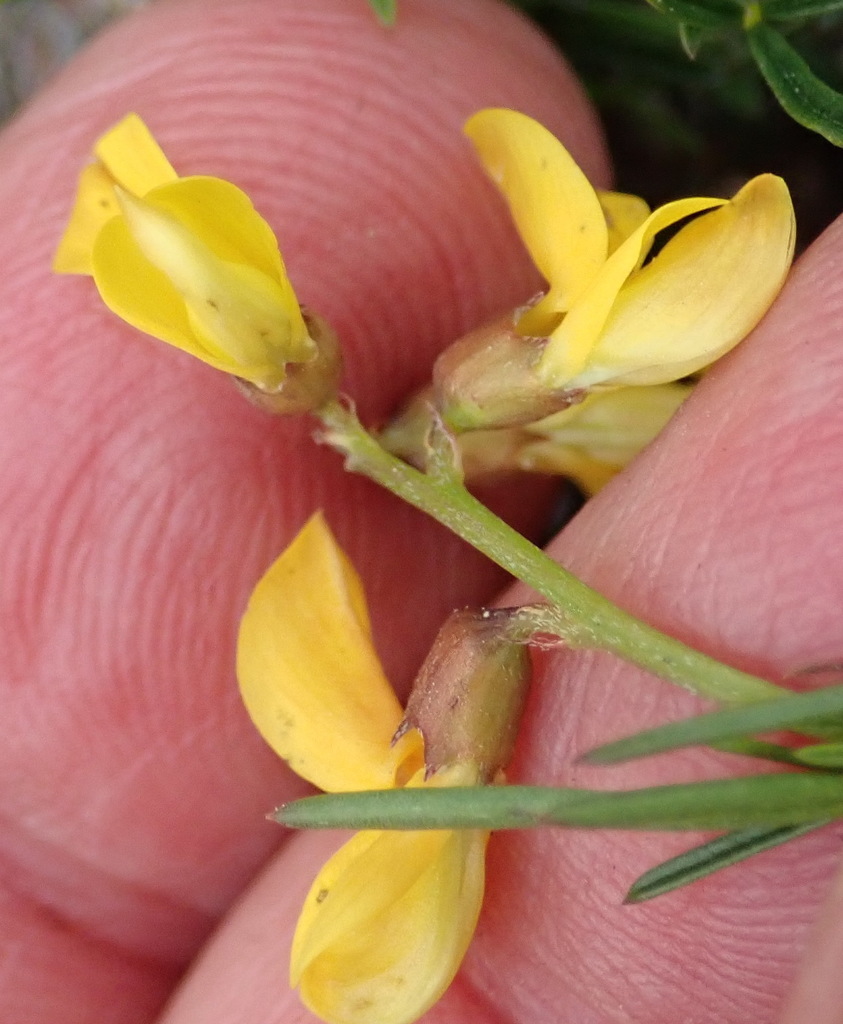 Silver Wingpea from Marloth Nature Reserve, Swellendam, 6740, South ...