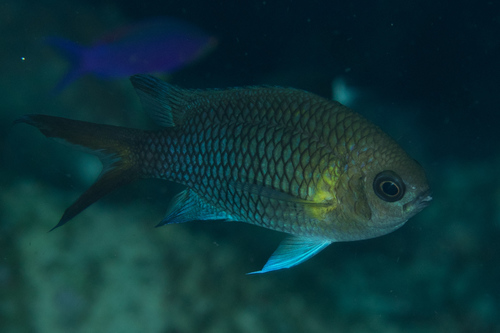 Yellow-axil Chromis (Chromis xanthochira) · iNaturalist