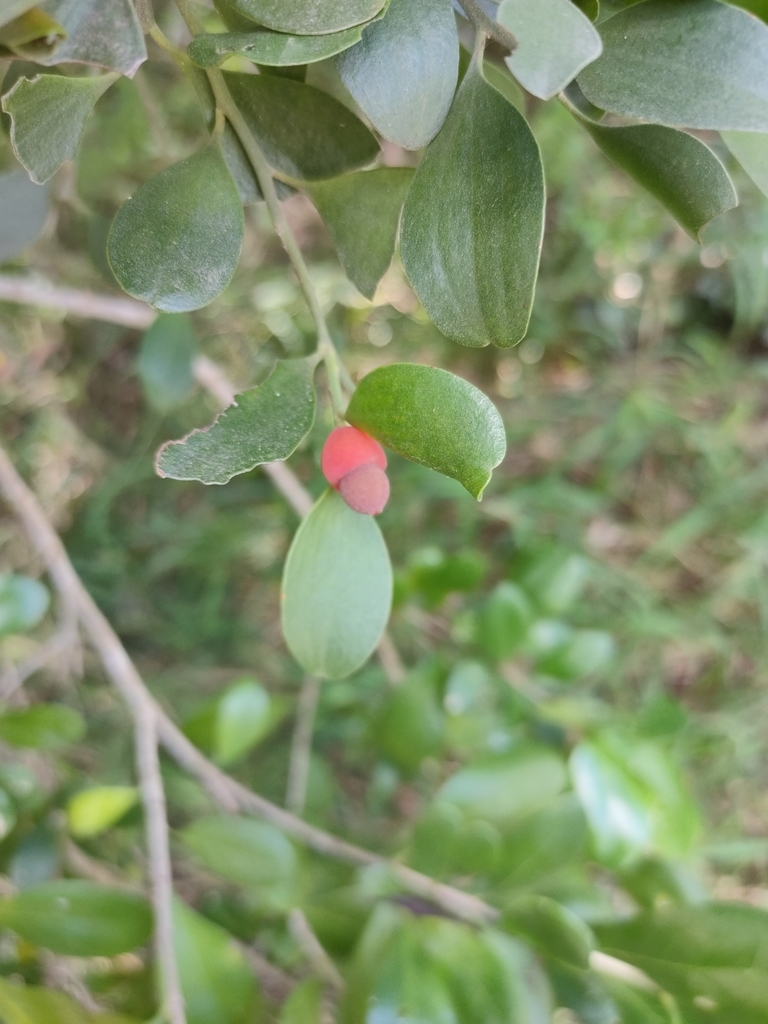Broad Leaved Native Cherry from Tannum Sands - Boyne Island QLD 4680 ...