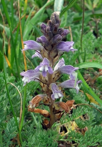 Subspecies Orobanche ramosa ramosa · iNaturalist