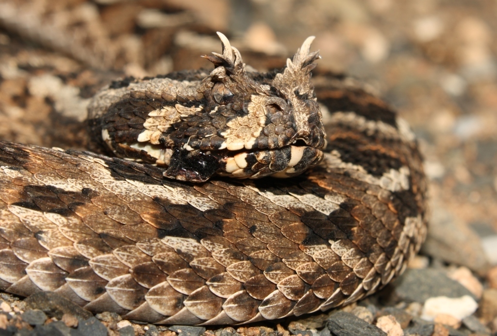 Many-horned Adder from 61km from Calvinia (from Loeriesfontein) on ...