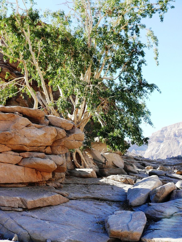 Namaqua Fig from Fish River Canyon Boulder Crossing on June 11, 2010 by ...
