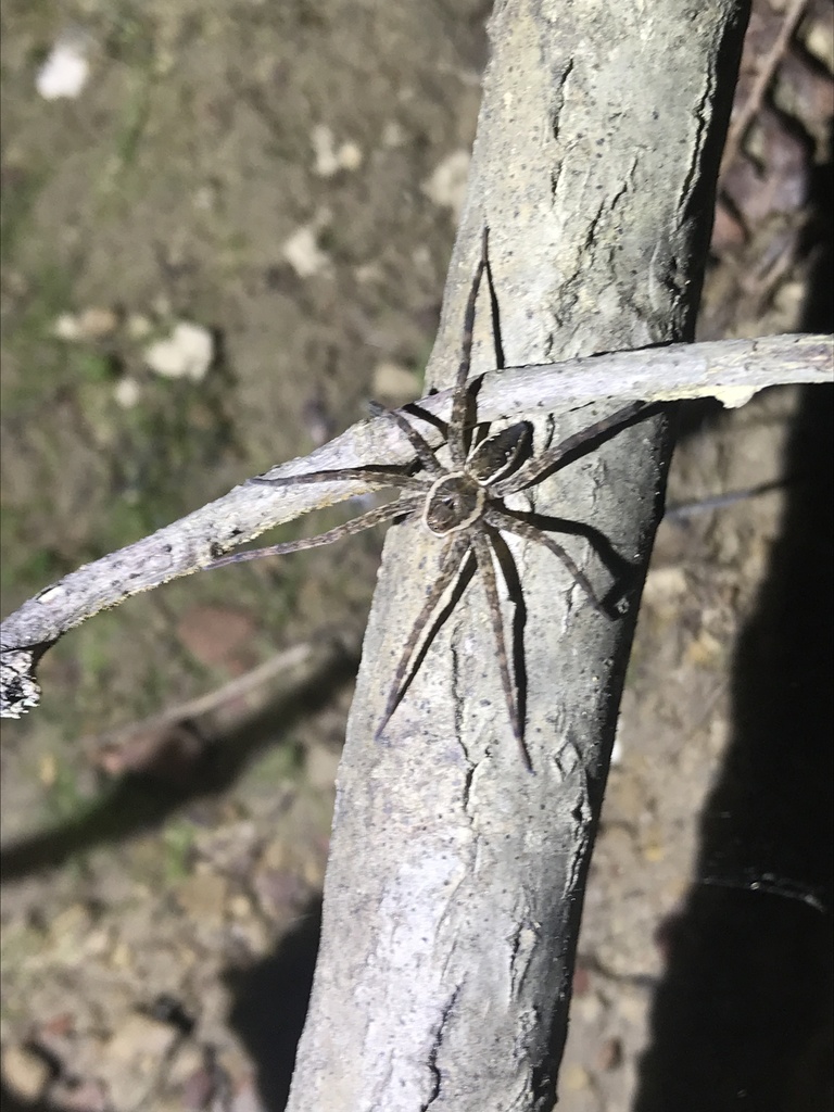 Banded Fishing Spider from Albert Johnson Rd, Nashville, IN, US on ...
