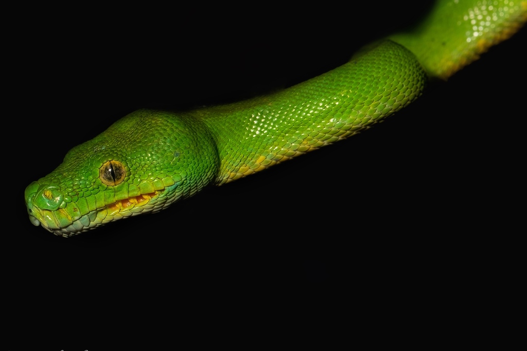 Southern Green Python from Iron Range, Lockhart QLD 4892, Australia on ...