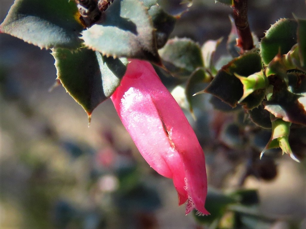 Styphelia serratifolia from Carrabin WA 6423, Australia on June 19 ...