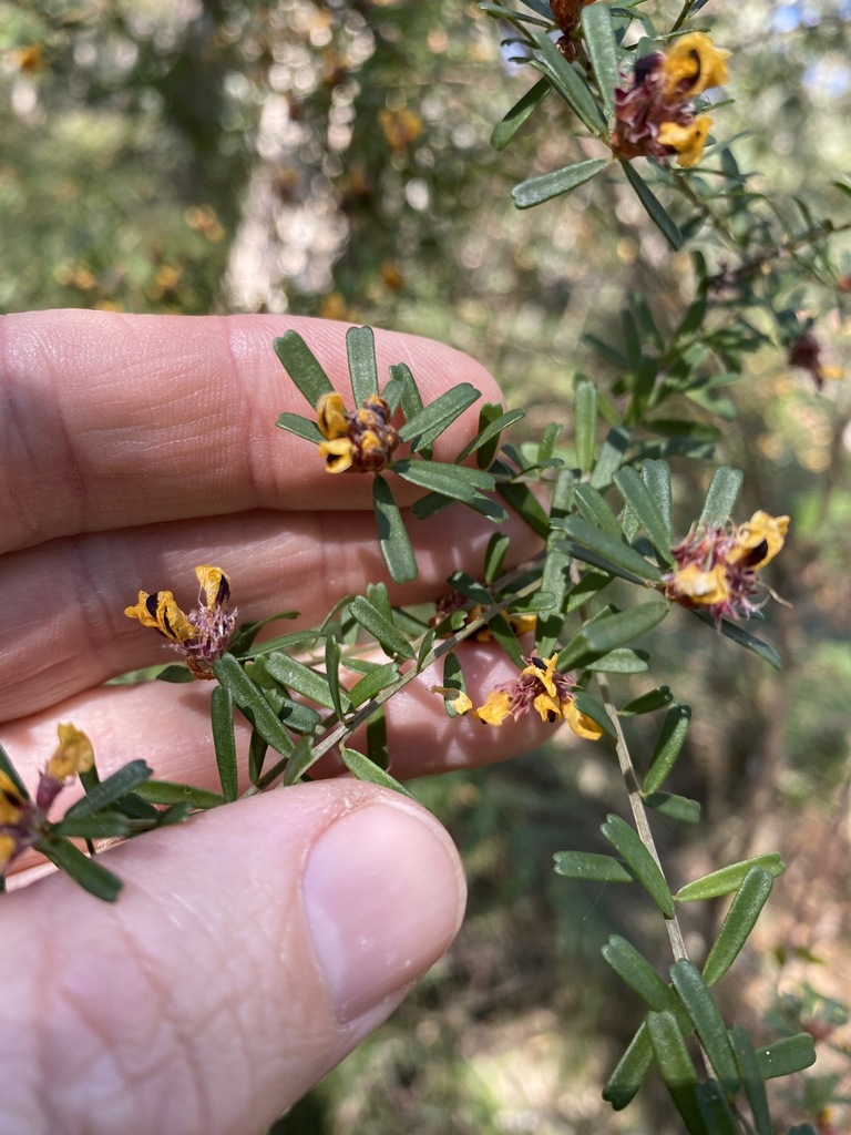 Pultenaea retusa from Brisbane QLD, Australia on August 15, 2021 at 01: ...