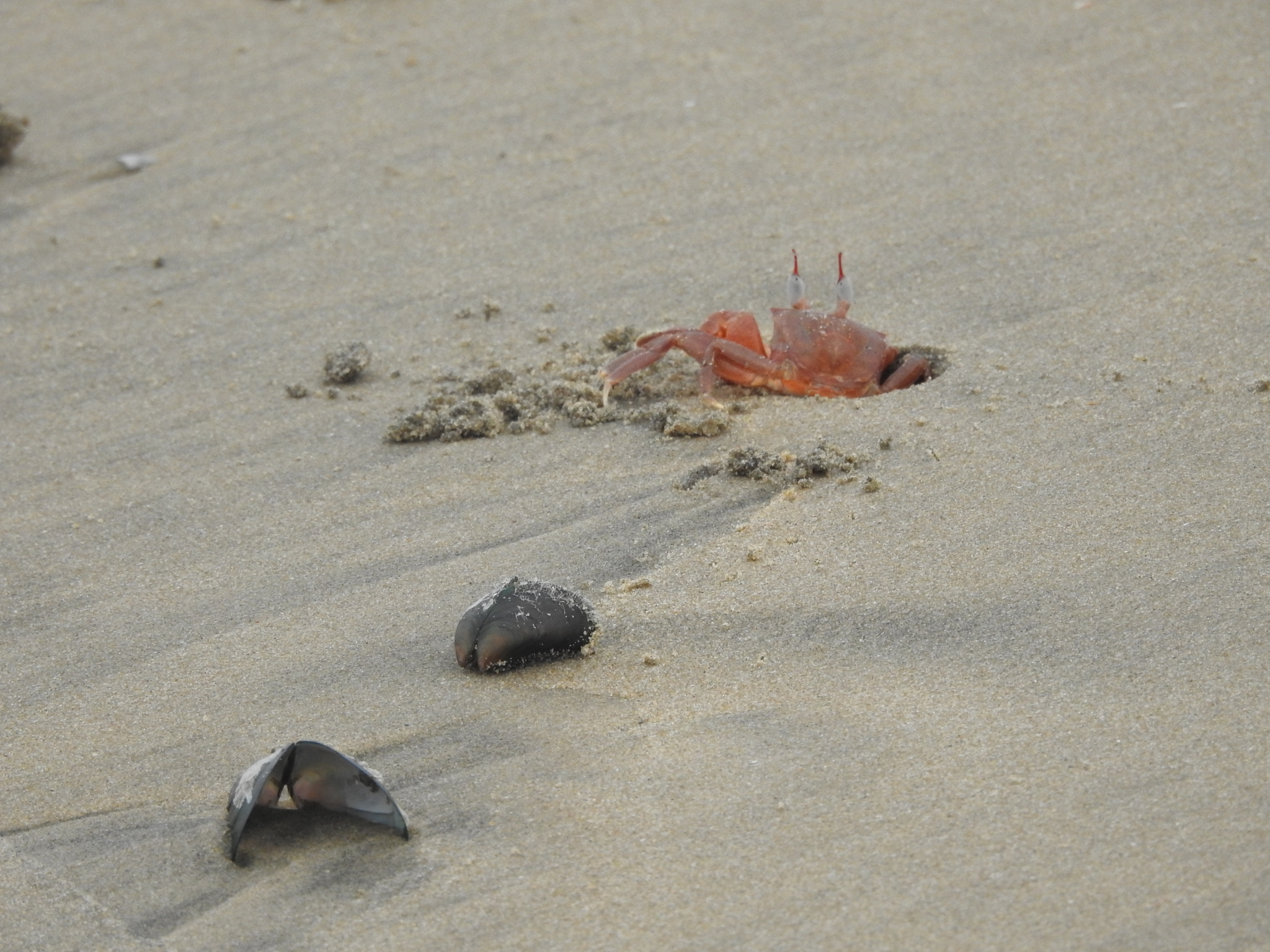 Ocypode macrocera H.Milne Edwards, 1837