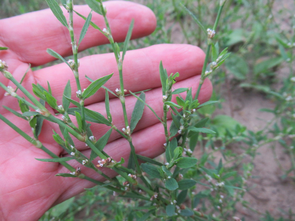 Common Knotgrass Complex from Усольский р-н, Иркутская обл., Россия on ...