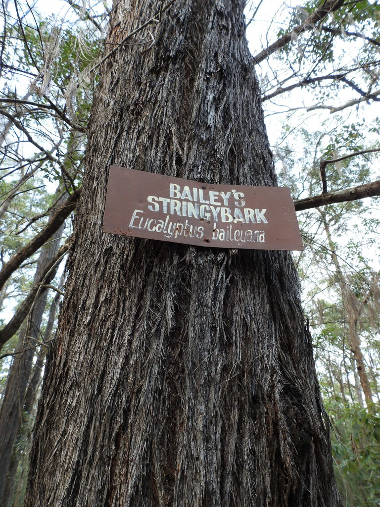 Bailey's Stringybark from Brisbane QLD, Australia on August 14, 2021 at ...