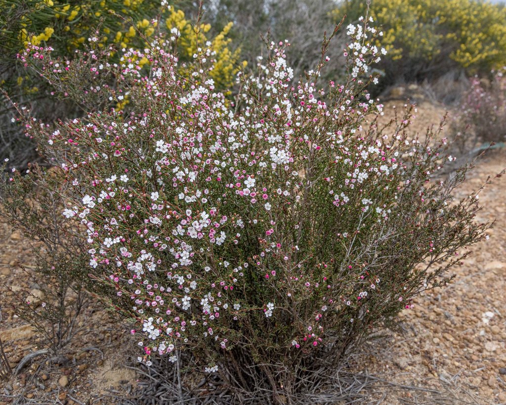 Waxflowers (Chamelaucium) - Botanical Realm