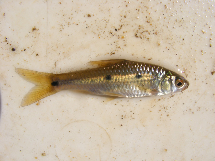 Threespot Barb (Enteromius trimaculatus) - Marine Life Identification