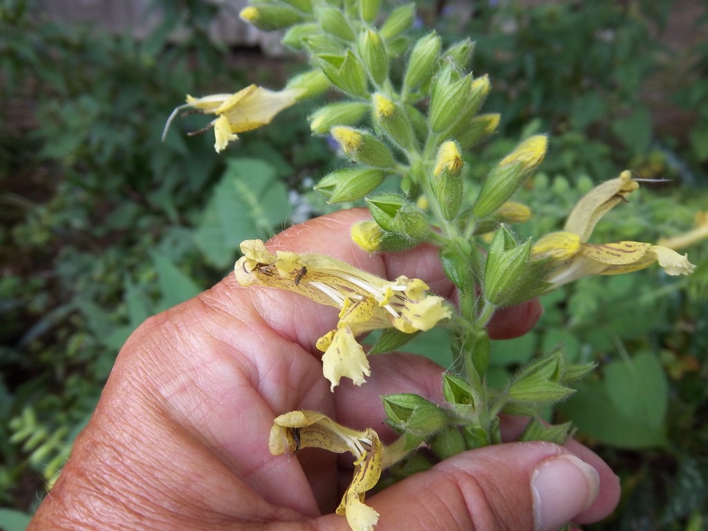 Sticky Sage from Franklin, NH, USA on August 14, 2021 at 11:59 AM by ...