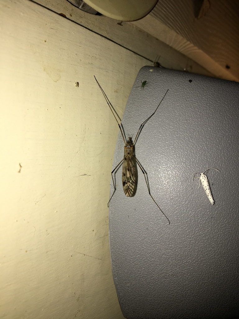 Tipula scripta from Sariai, Lithuania on August 15, 2021 at 12:14 AM by ...