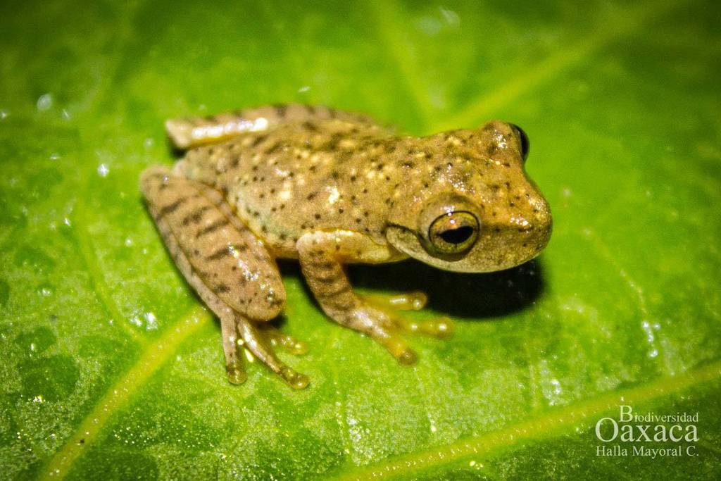 Mixe Tree Frog (Amphibians of Southern Mexico ) · iNaturalist