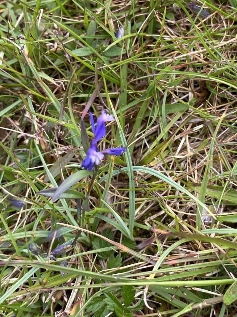Heath Milkwort from Streymoy, Føroyar, FO on August 15, 2021 at 01:18 ...