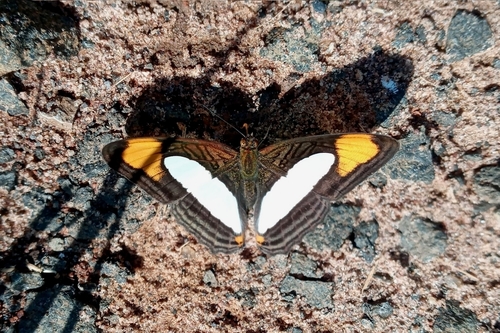 Adelpha iphiclus (Borboletas de Rio Claro, SP/Butterflies of Rio Claro ...