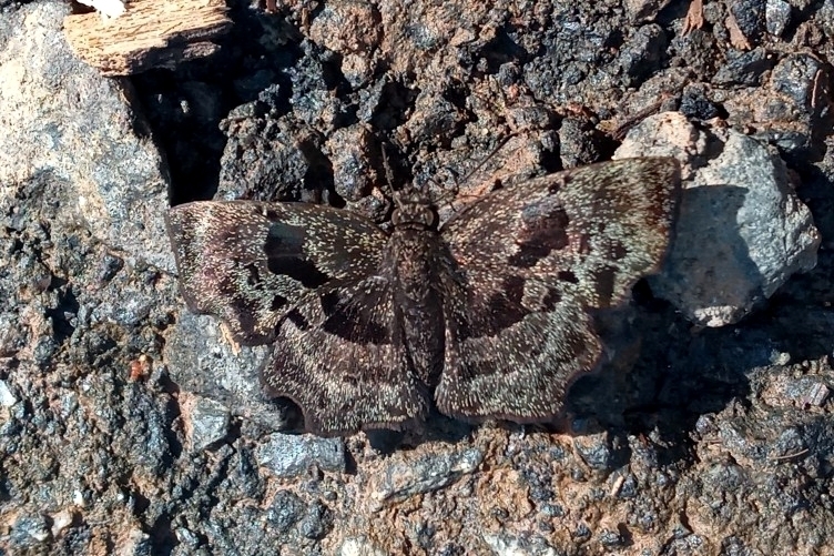 Antigonus liborius (Borboletas de Rio Claro, SP/Butterflies of Rio ...