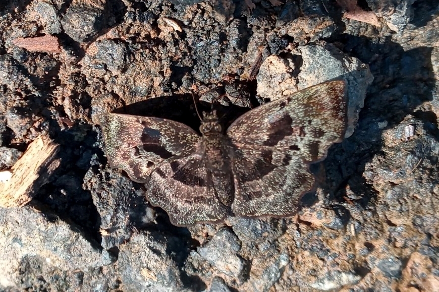 Antigonus liborius (Borboletas de Rio Claro, SP/Butterflies of Rio ...