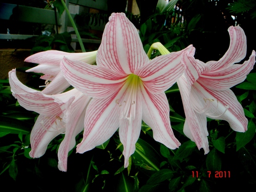 Subspecies Hippeastrum reticulatum striatifolium · iNaturalist