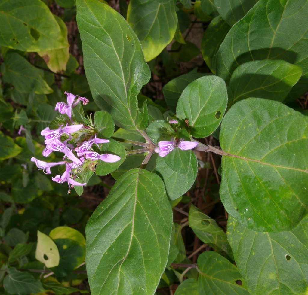 Ribbon Bush from Kranshoek Trail above beach: Harkerville section ...