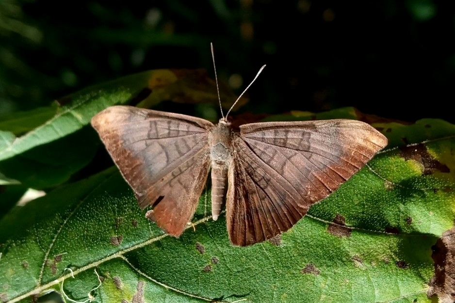 Emesis fastidiosa (Borboletas de Rio Claro, SP/Butterflies of Rio Claro ...