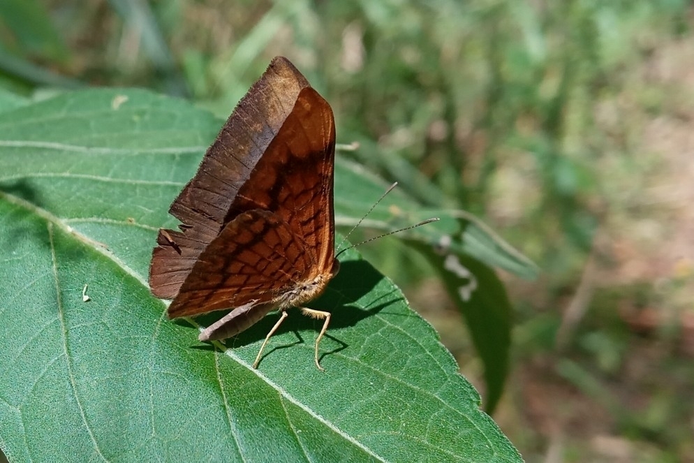 Emesis fastidiosa (Borboletas de Rio Claro, SP/Butterflies of Rio Claro ...