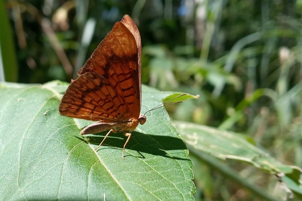 Emesis fastidiosa (Borboletas de Rio Claro, SP/Butterflies of Rio Claro ...