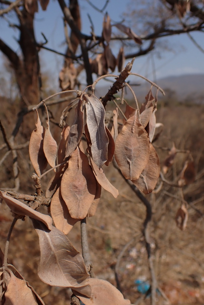 silver terminalia (Terminalia sericea) - Botanical Realm