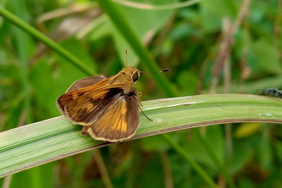 Polites vibex (Borboletas de Rio Claro, SP/Butterflies of Rio Claro, SP ...