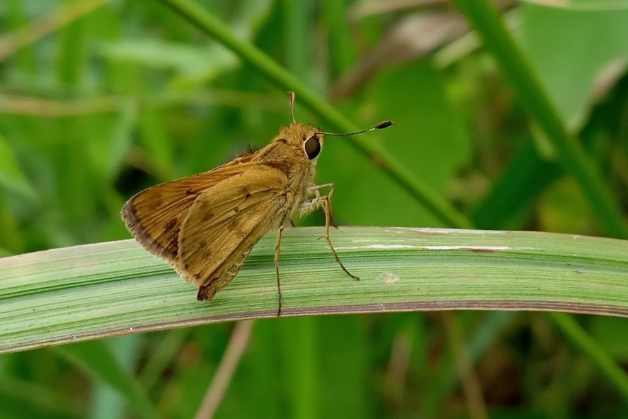 Polites vibex (Borboletas de Rio Claro, SP/Butterflies of Rio Claro, SP ...