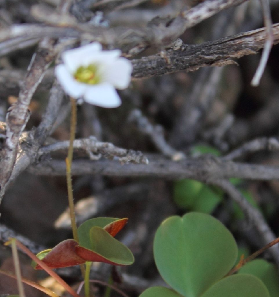 Oxalis orbicularis in May 2012 by Marion Maclean. White oxalis ...