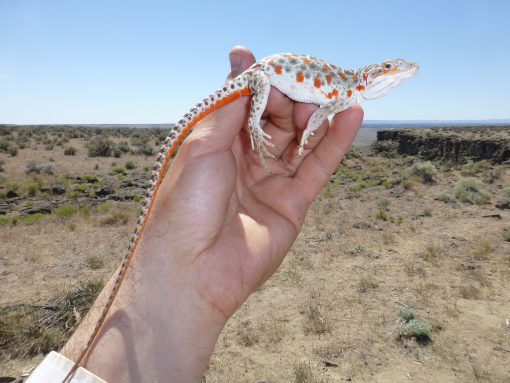 Long-nosed Leopard Lizard in June 2014 by petezani · iNaturalist