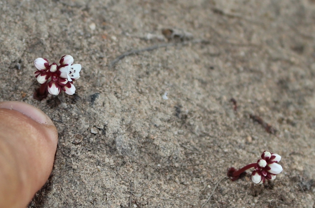 Tutu Stonecrop from Piketberg Stalkrans at Grootberg on April 6, 2012 ...