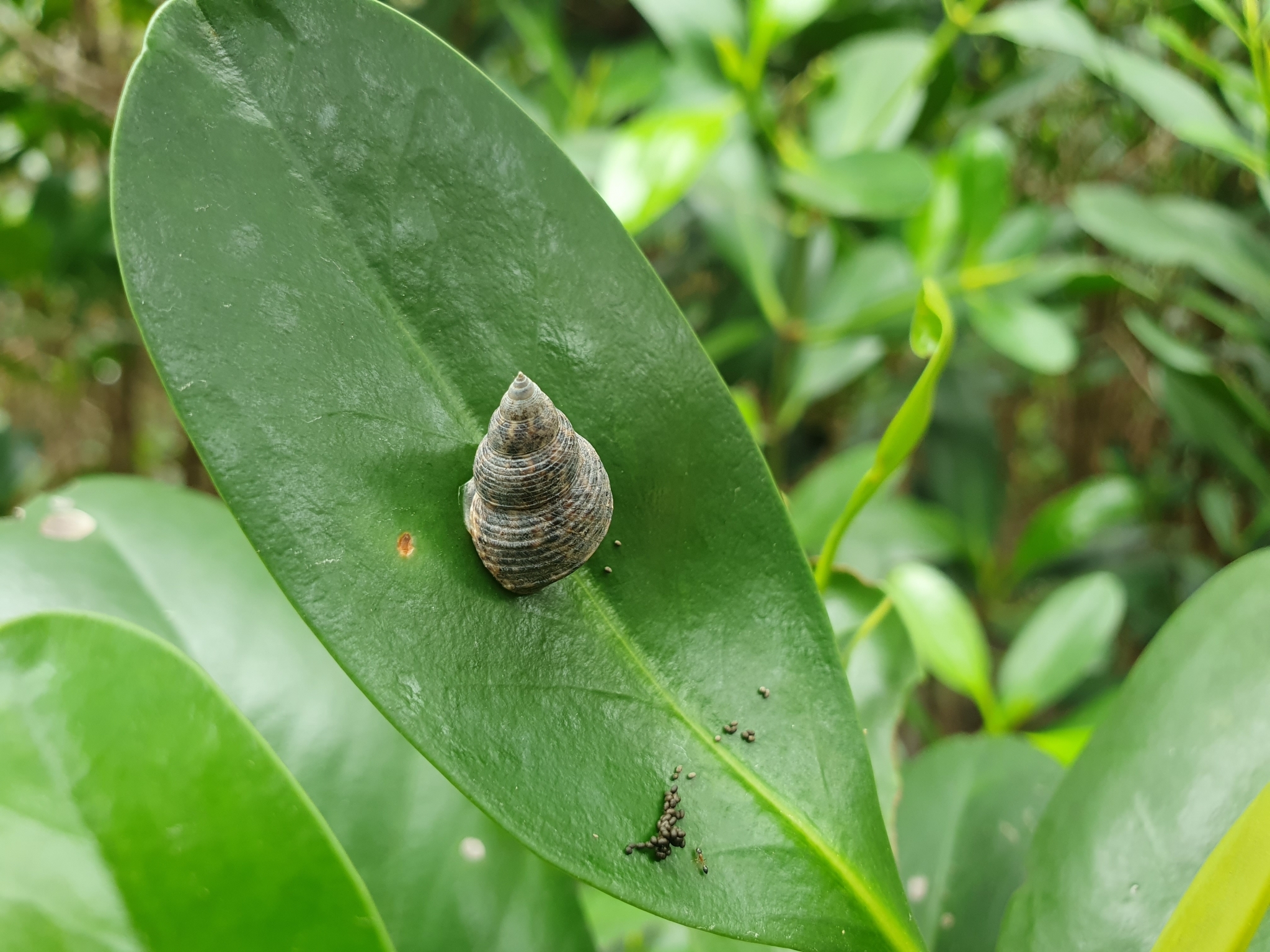 Littoraria scabra (Linnaeus, 1758)