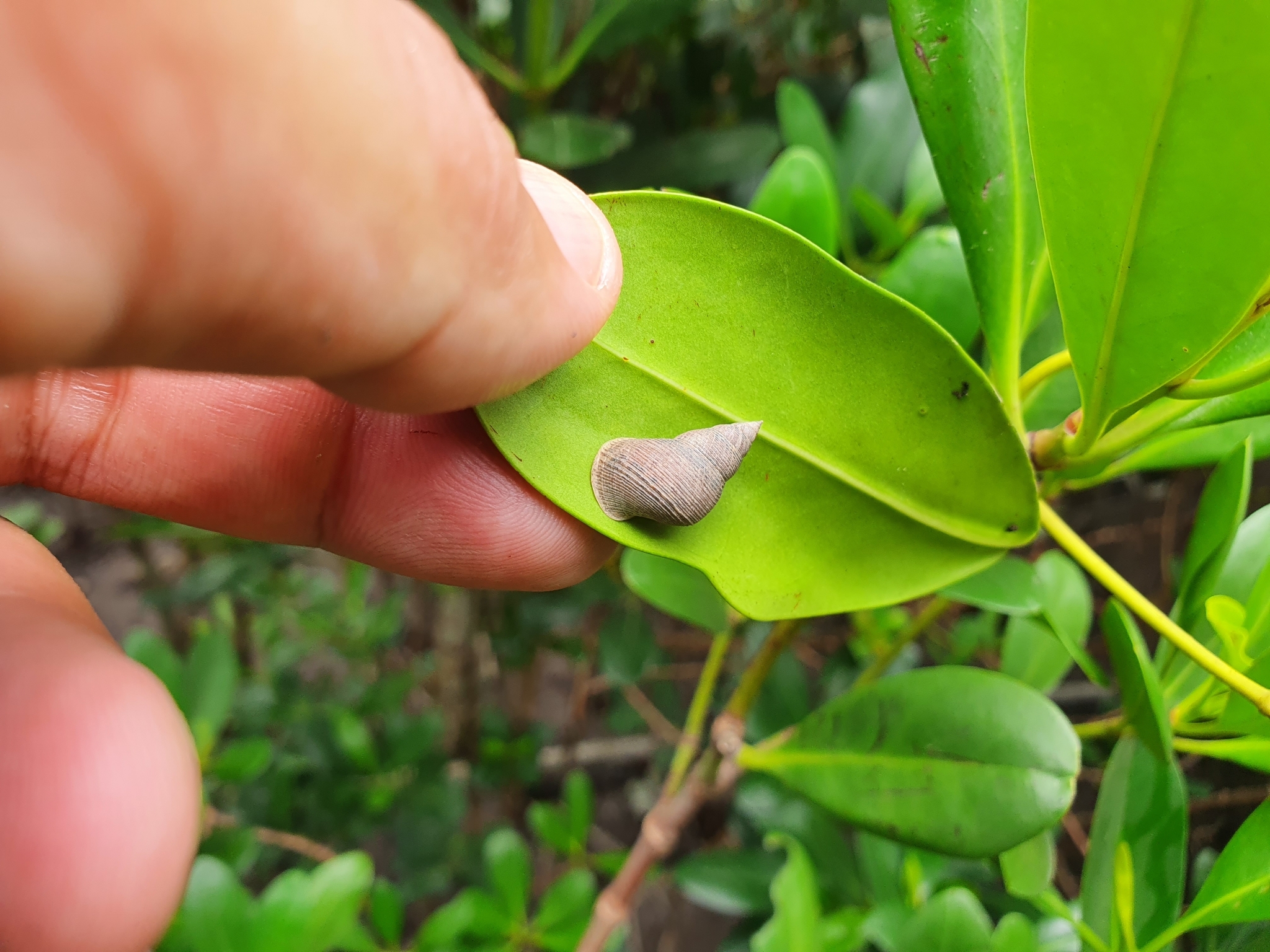 Littoraria scabra (Linnaeus, 1758)