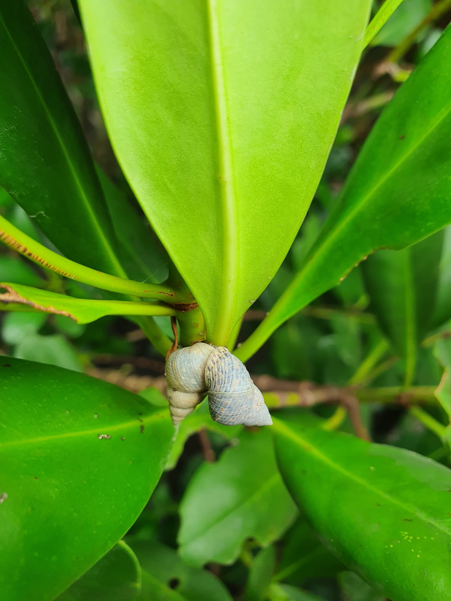 Littoraria scabra (Linnaeus, 1758)