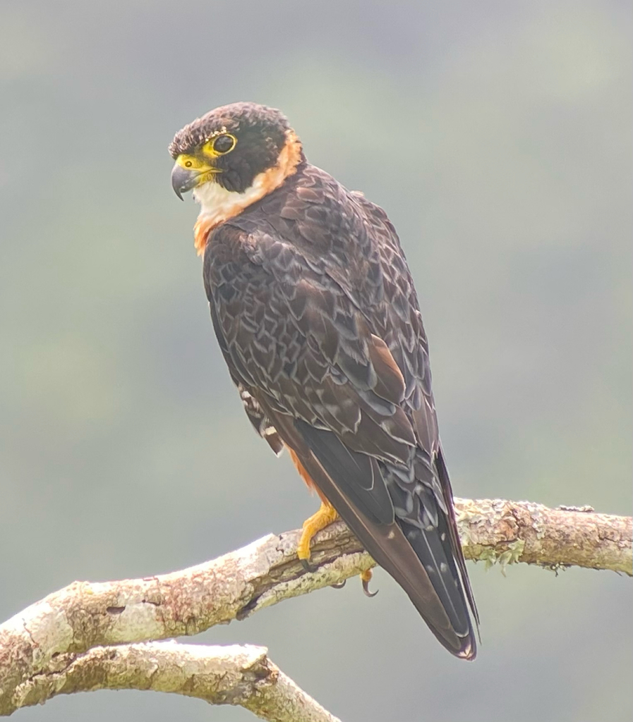 Orange-breasted Falcon (Falco deiroleucus) - Avian Discovery