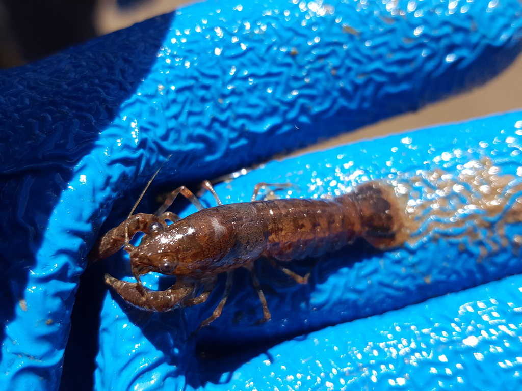Swamp Dwarf Crayfish from Clear Lake, Houston, TX, USA on April 10 ...