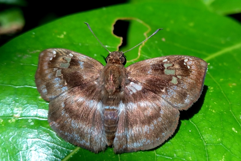 Quadrus cerialis (Borboletas de Rio Claro, SP/Butterflies of Rio Claro ...