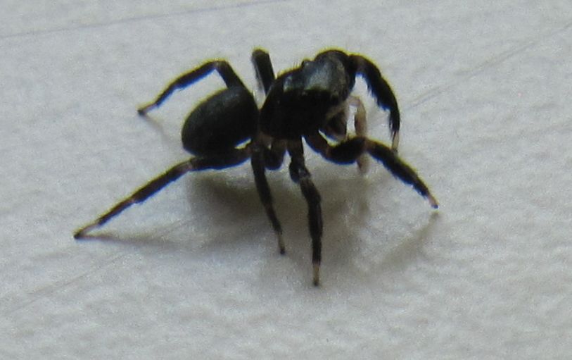 Thyenula from Kirstenbosch Research Centre on May 9, 2012 by Gigi ...