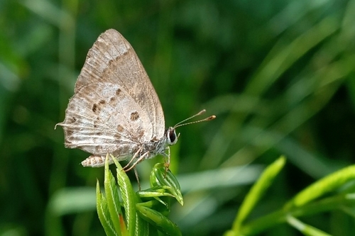 Strymon davara (Borboletas de Rio Claro, SP/Butterflies of Rio Claro ...